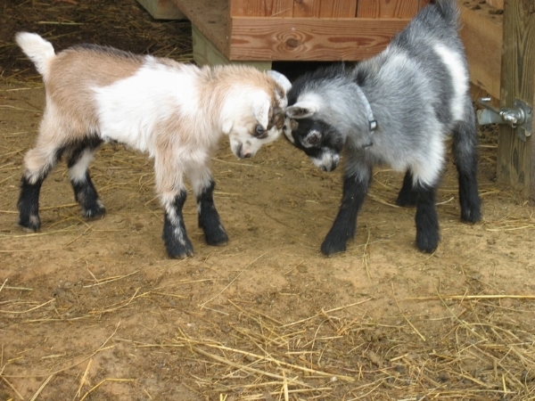 PECORE NANE - About Marche | Land of experience